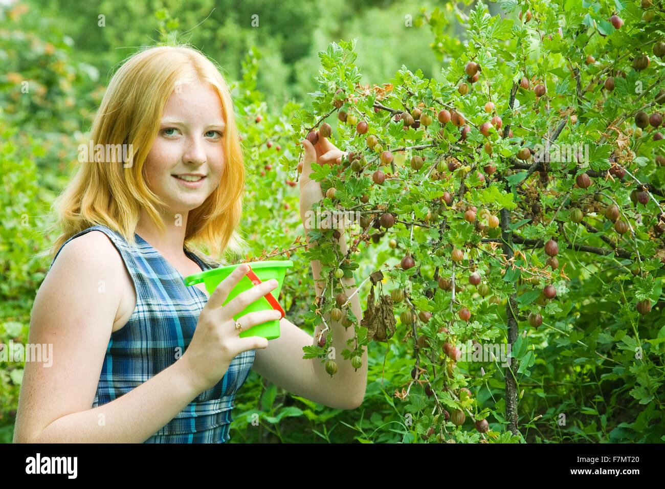young girl is picking gooseberry in the field Stock Photo - Alamy