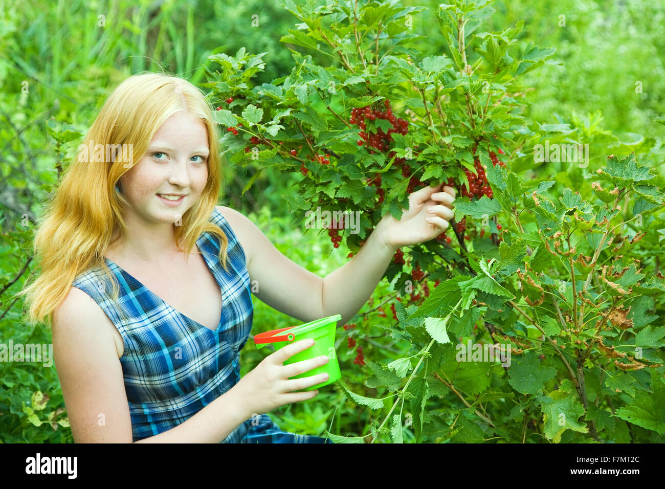 young girl is picking red currant in the field Stock Photo - Alamy