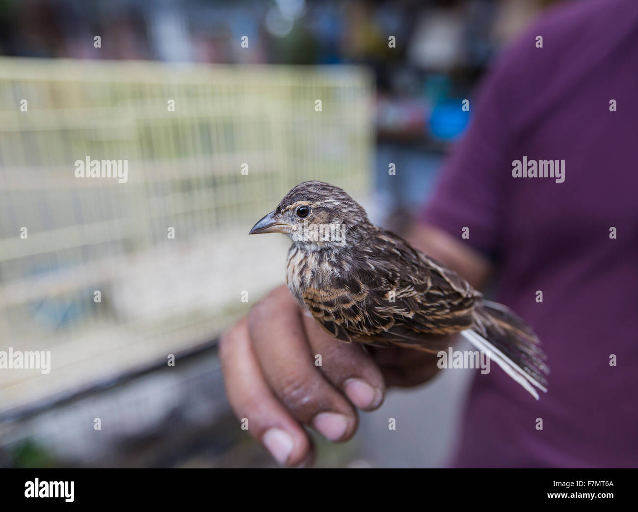 Colorful cages for sale at the bird market in Yogyakarta, Java ...