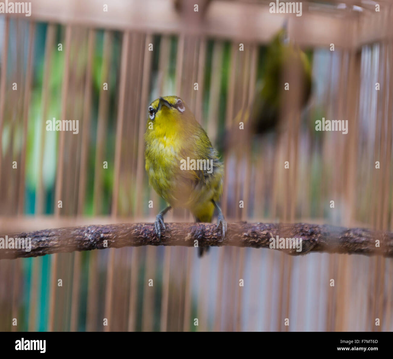 Colorful cages for sale at the bird market in Yogyakarta, Java ...
