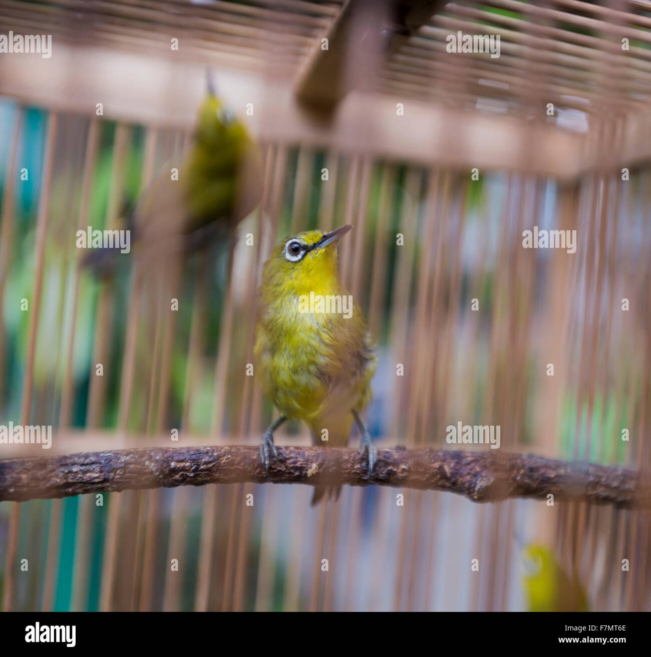 Colorful cages for sale at the bird market in Yogyakarta, Java ...