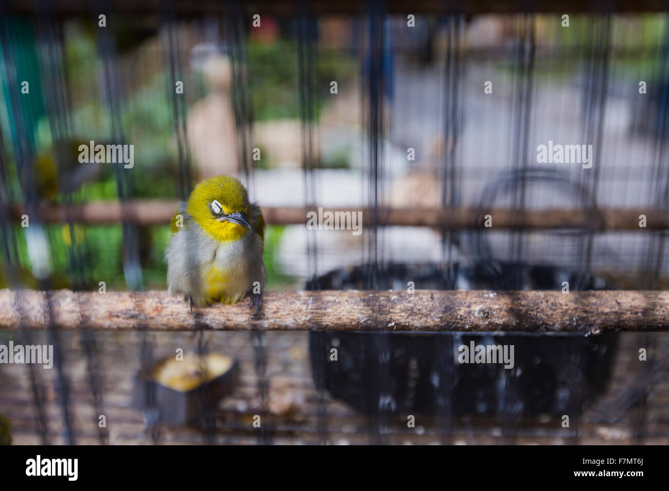 Colorful cages for sale at the bird market in Yogyakarta, Java ...