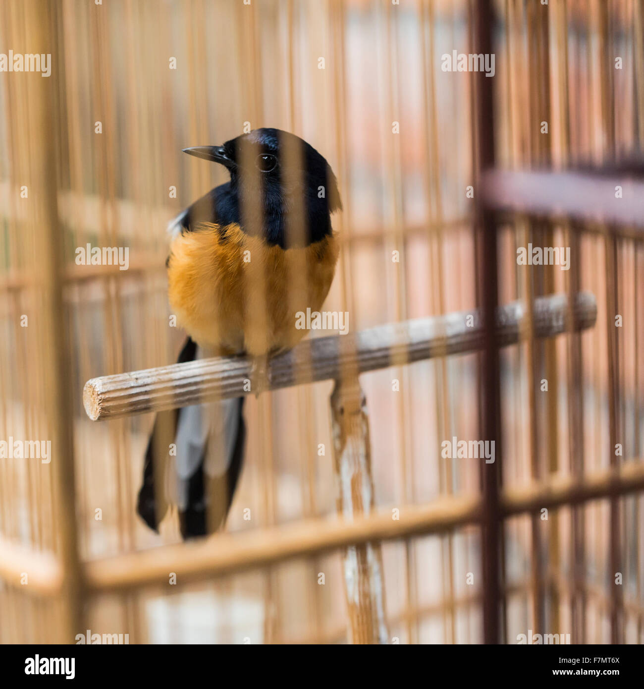 Colorful cages for sale at the bird market in Yogyakarta, Java ...