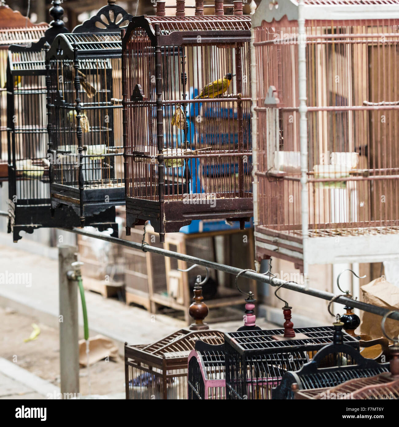 Colorful cages for sale at the bird market in Yogyakarta, Java ...