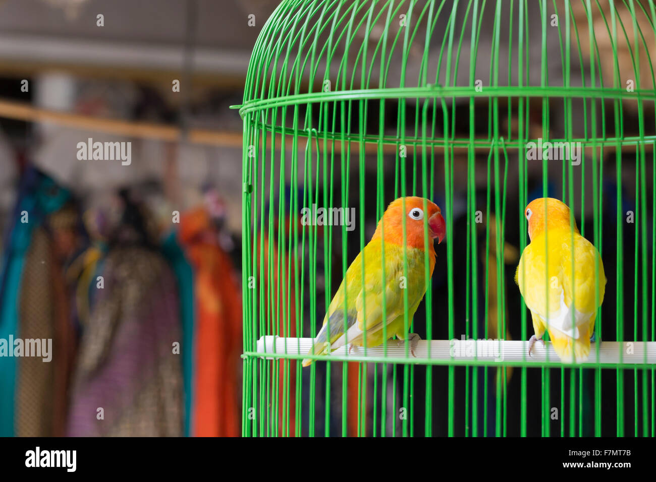 Colorful cages for sale at the bird market in Yogyakarta, Java ...
