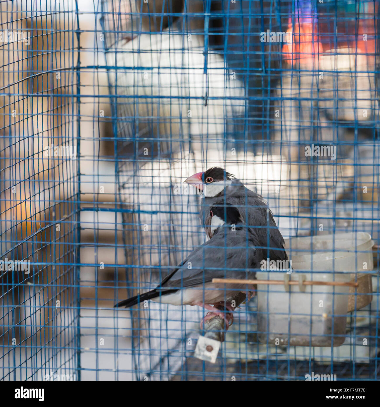 Colorful cages for sale at the bird market in Yogyakarta, Java ...