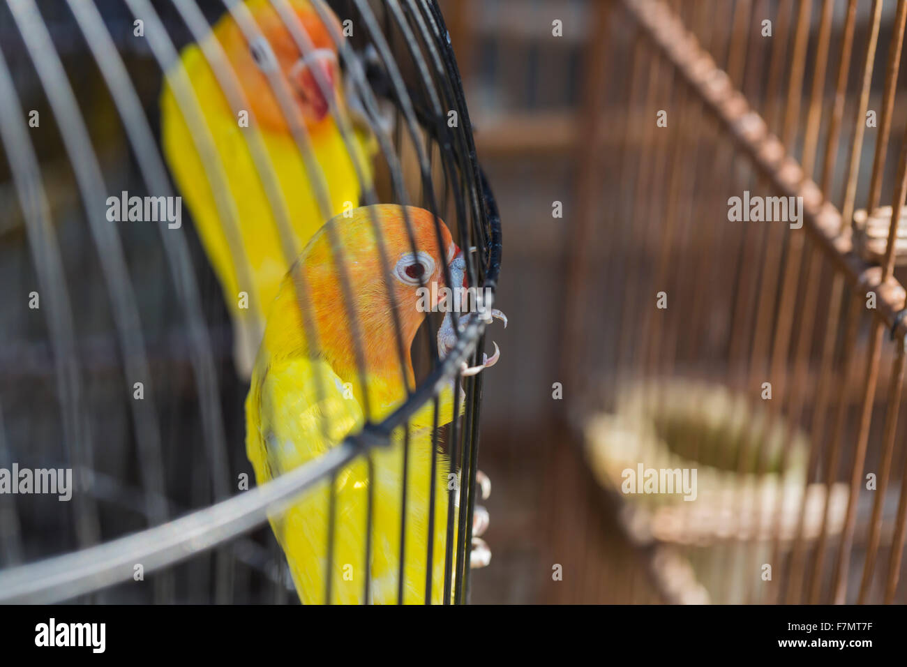 Colorful cages for sale at the bird market in Yogyakarta, Java ...