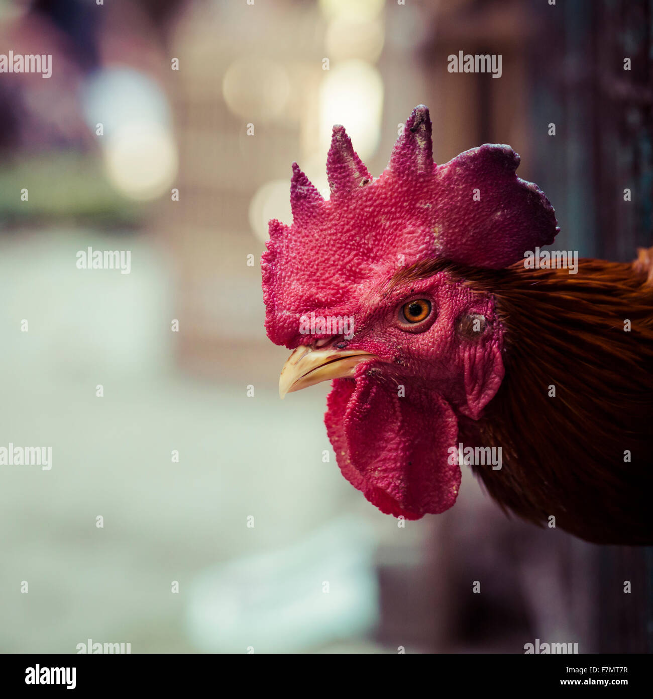Angry chicken or hen in the cages for sell in the market. Torture ...