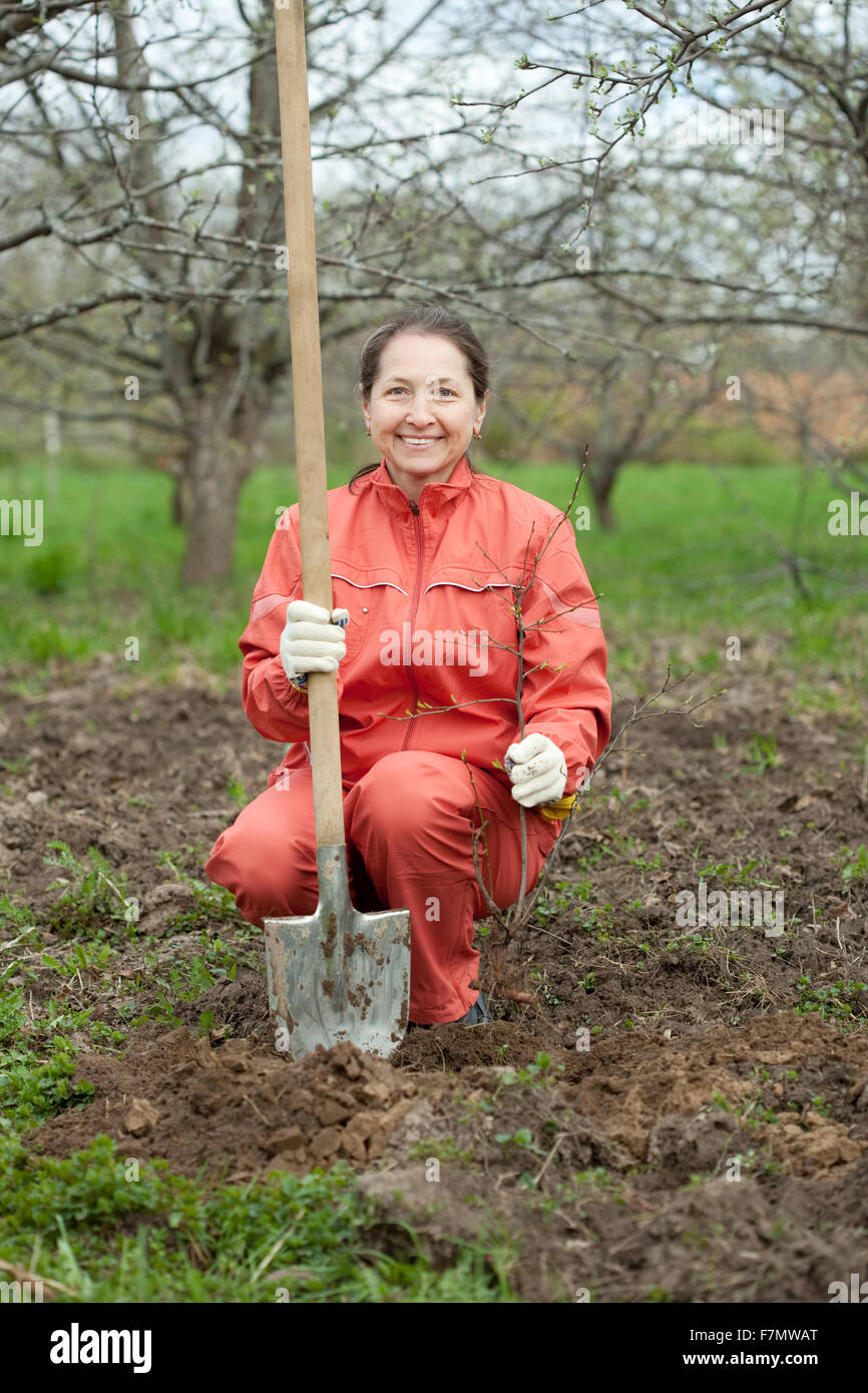 Happy mature woman planting fruit tree at garden in spring Stock Photo ...