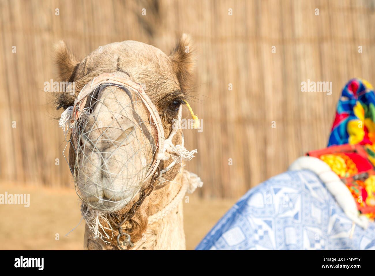 Camel with mask hi-res stock photography and images - Alamy