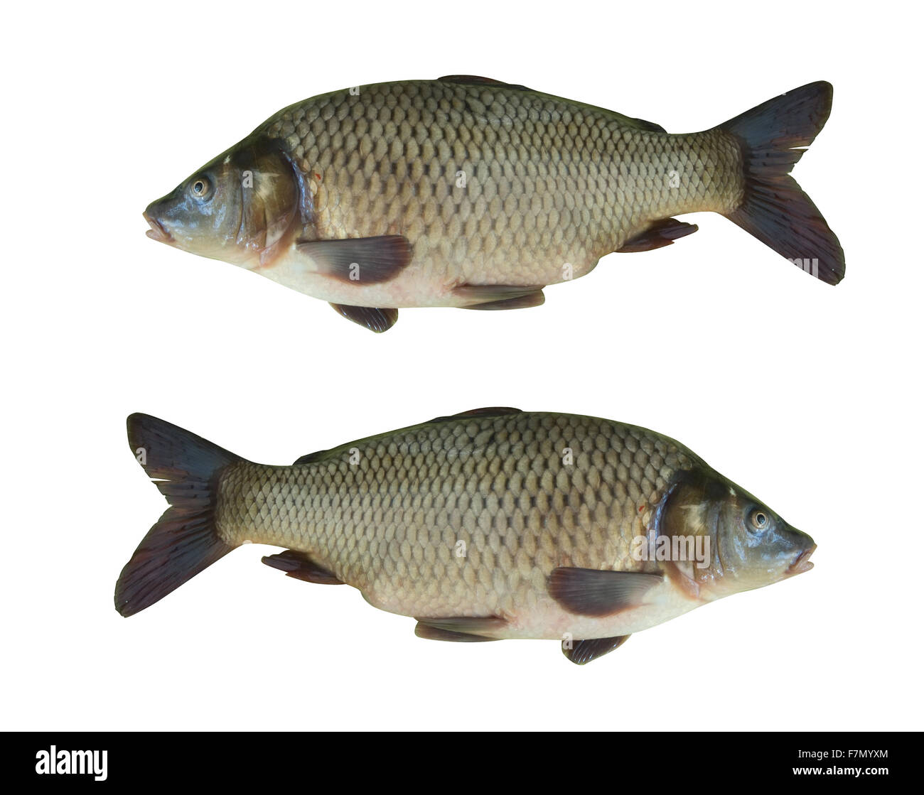 Close up carp Cut Out Stock Images & Pictures - Alamy
