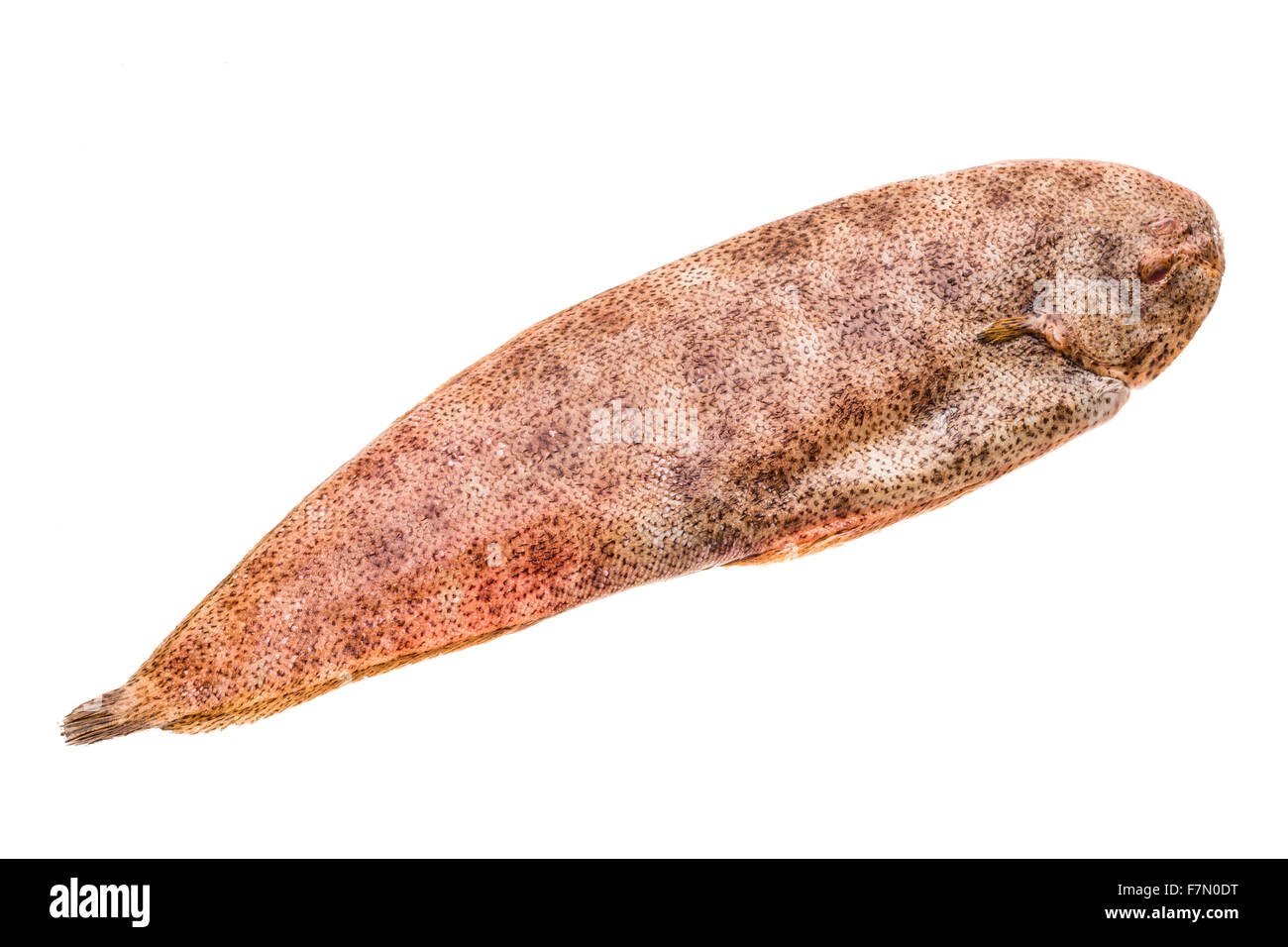 Fish Dover sole Stock Photo - Alamy