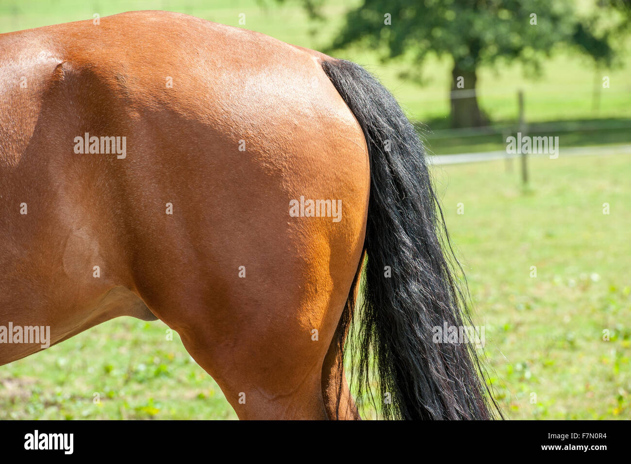 Shiny horse hi-res stock photography and images - Alamy