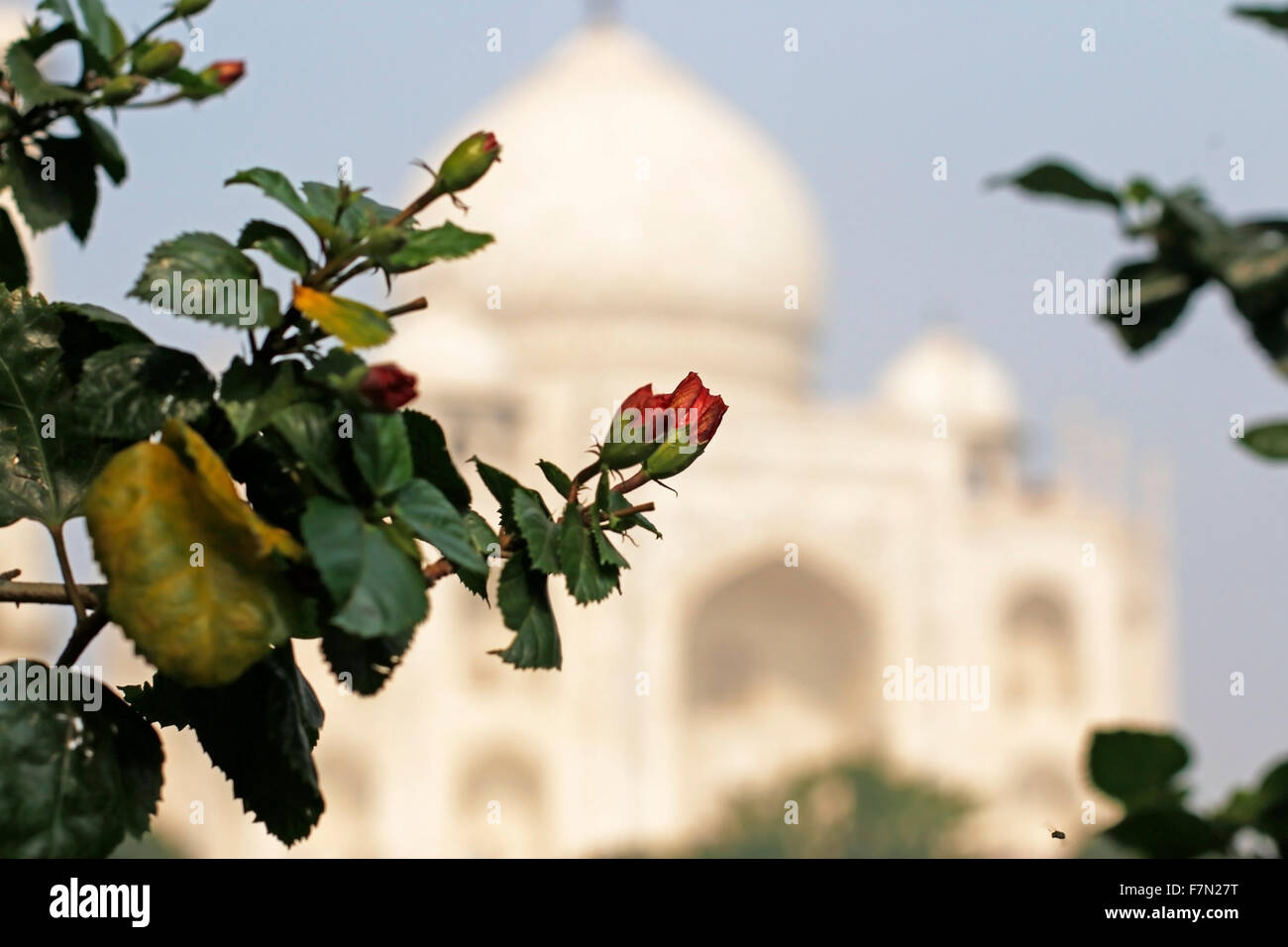 Red flower with the Taj Mahal Stock Photo - Alamy