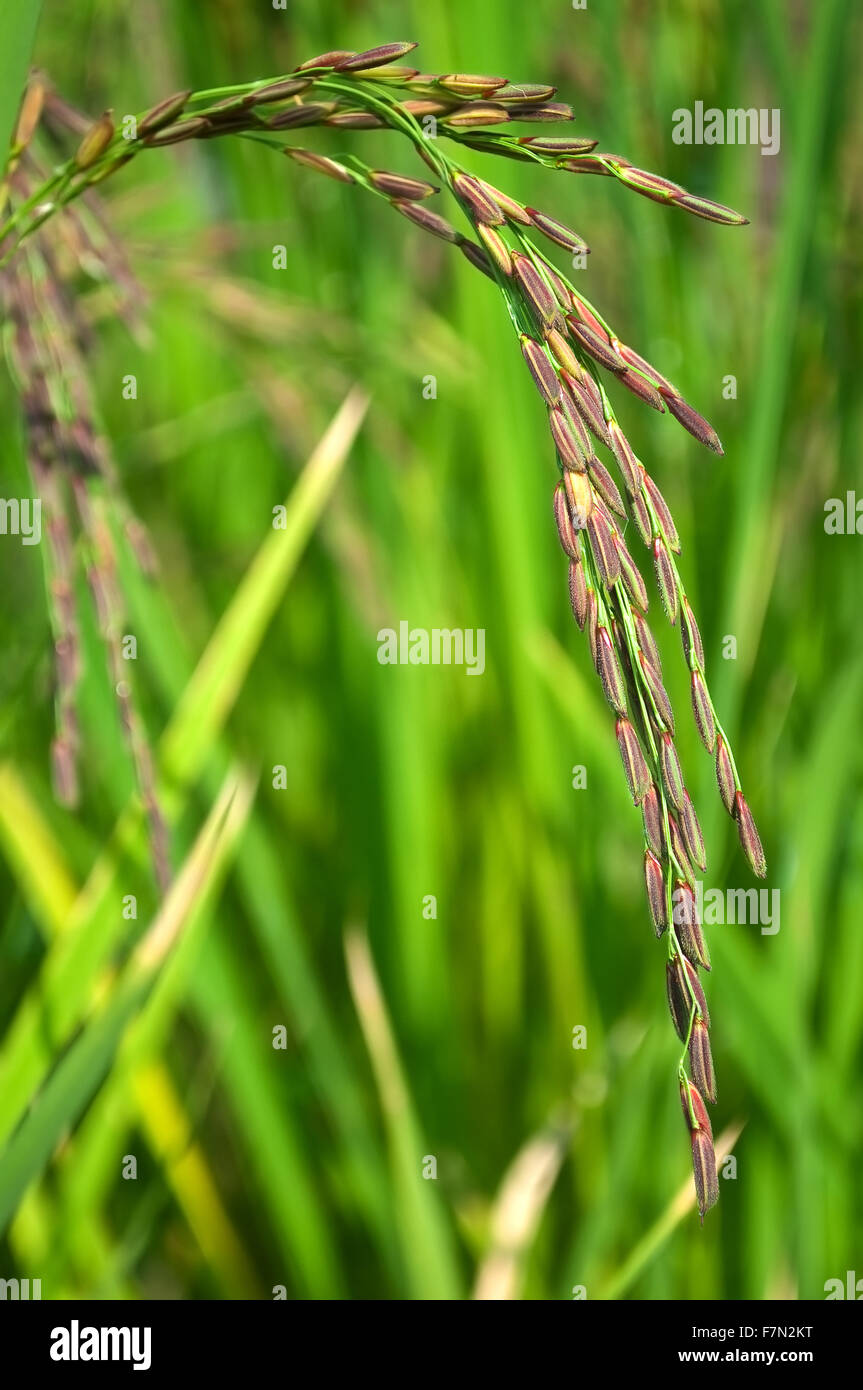 Ear of dark rice paddy in the green rice field Stock Photo - Alamy