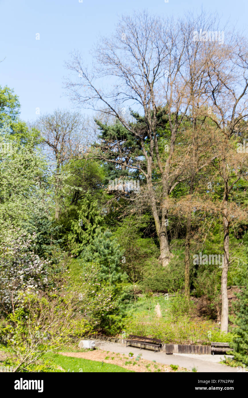 summer park, trees Stock Photo - Alamy