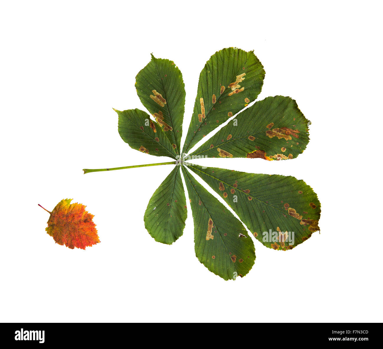 dry fallen chestnut tree leaf Stock Photo - Alamy