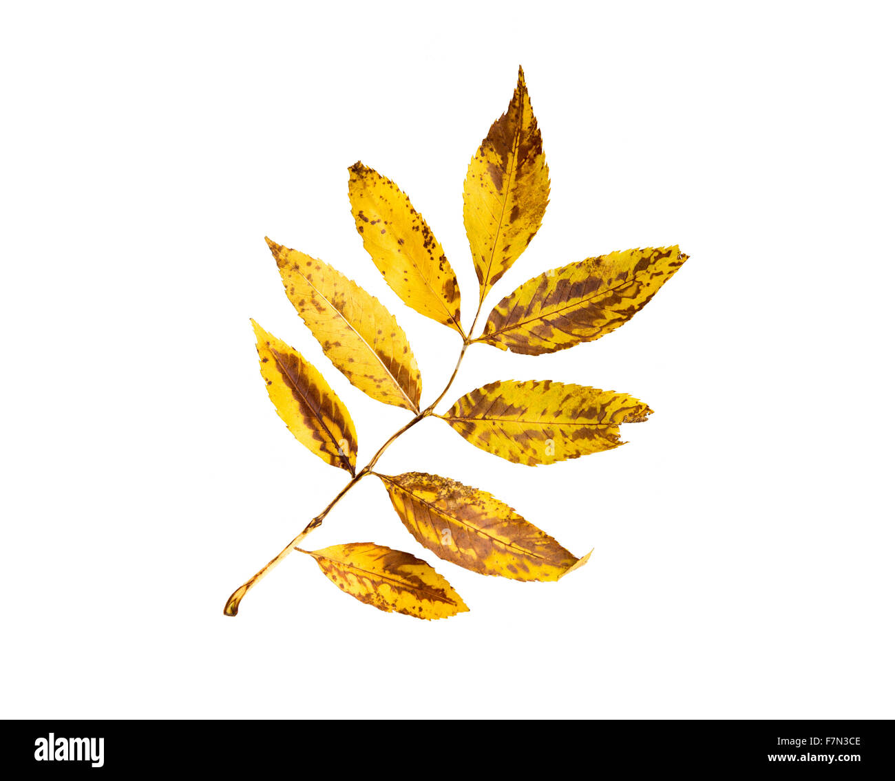 Ash tree leaf hi-res stock photography and images - Alamy
