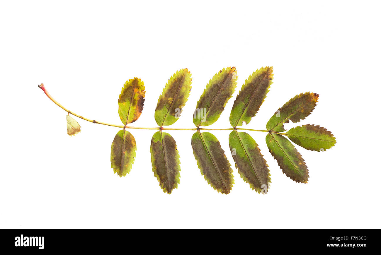 Brown dry oak leaf Cut Out Stock Images & Pictures - Alamy