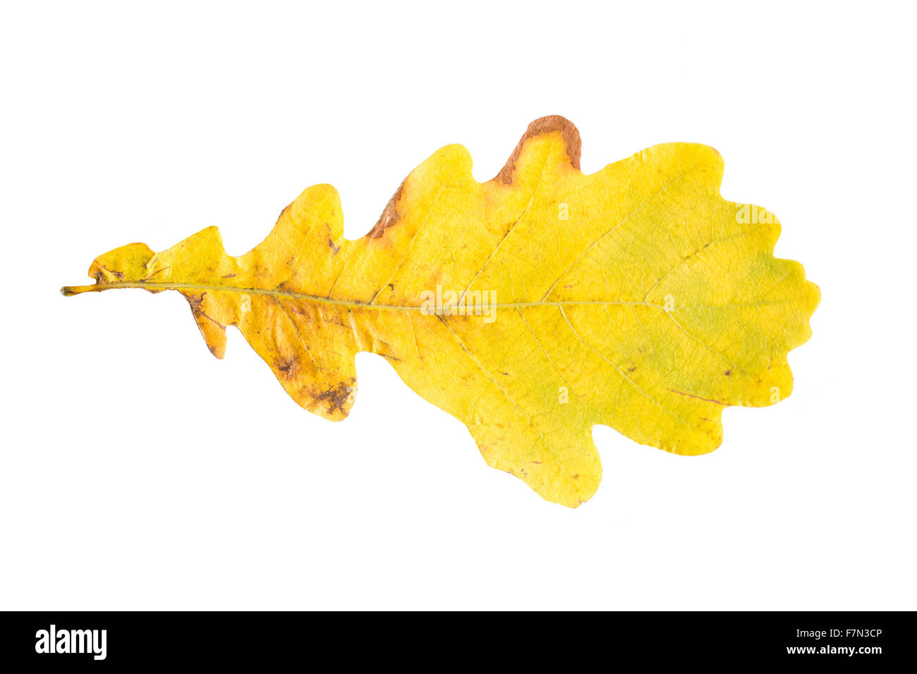 Oak tree autumn Cut Out Stock Images & Pictures - Alamy Oak tree autumn Cut Out Stock Images & Pictures - Alamy