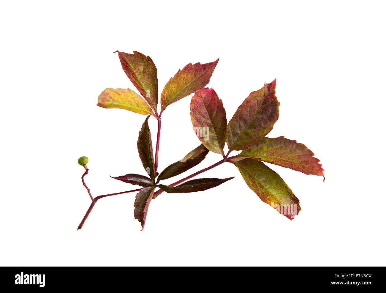 Dry leaves autumn herbal Cut Out Stock Images & Pictures - Alamy