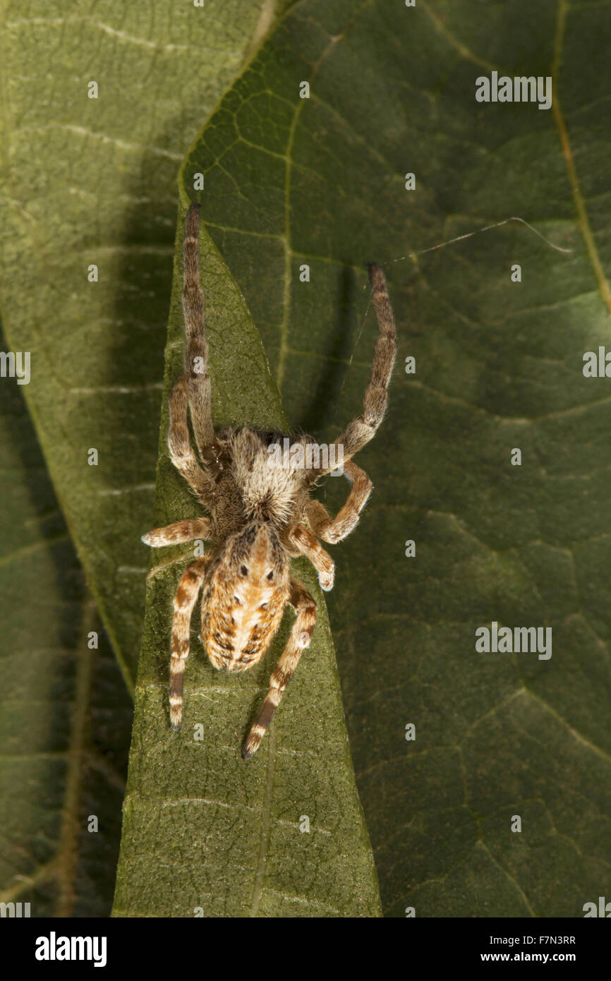 Araneomorph spiders family Eresidae Stegodyphus sarasinorum, Kolhapur ...