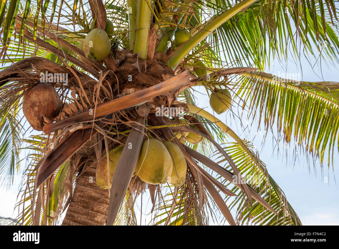 Coconut tree and fruit Stock Photo - Alamy