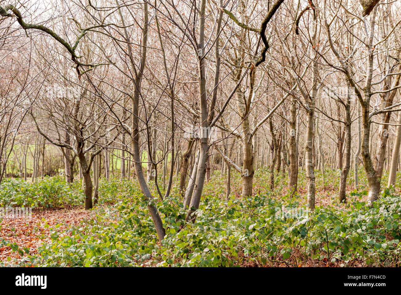 Forest tree pictures hi-res stock photography and images - Alamy