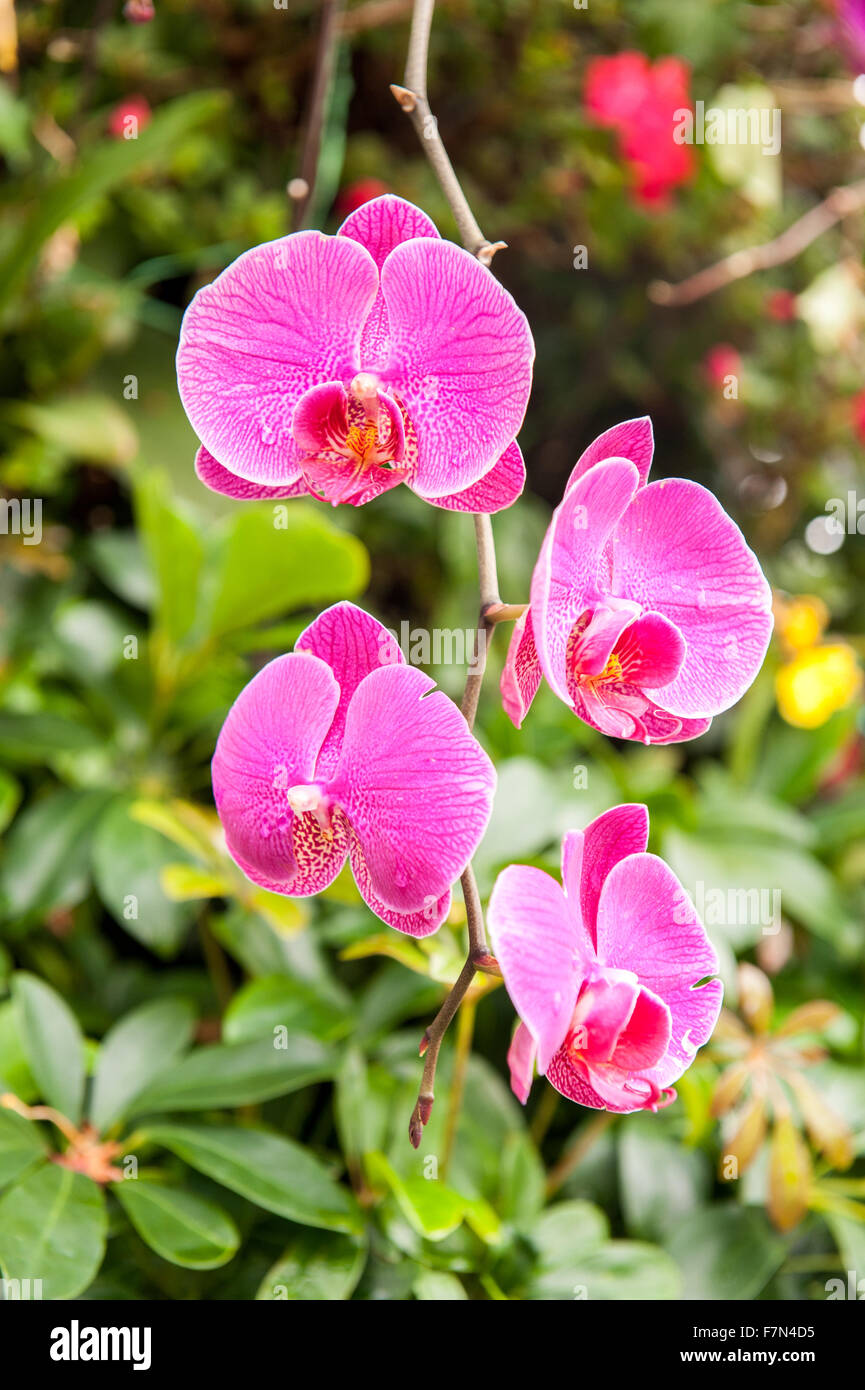 Orchids of china hi-res stock photography and images - Alamy