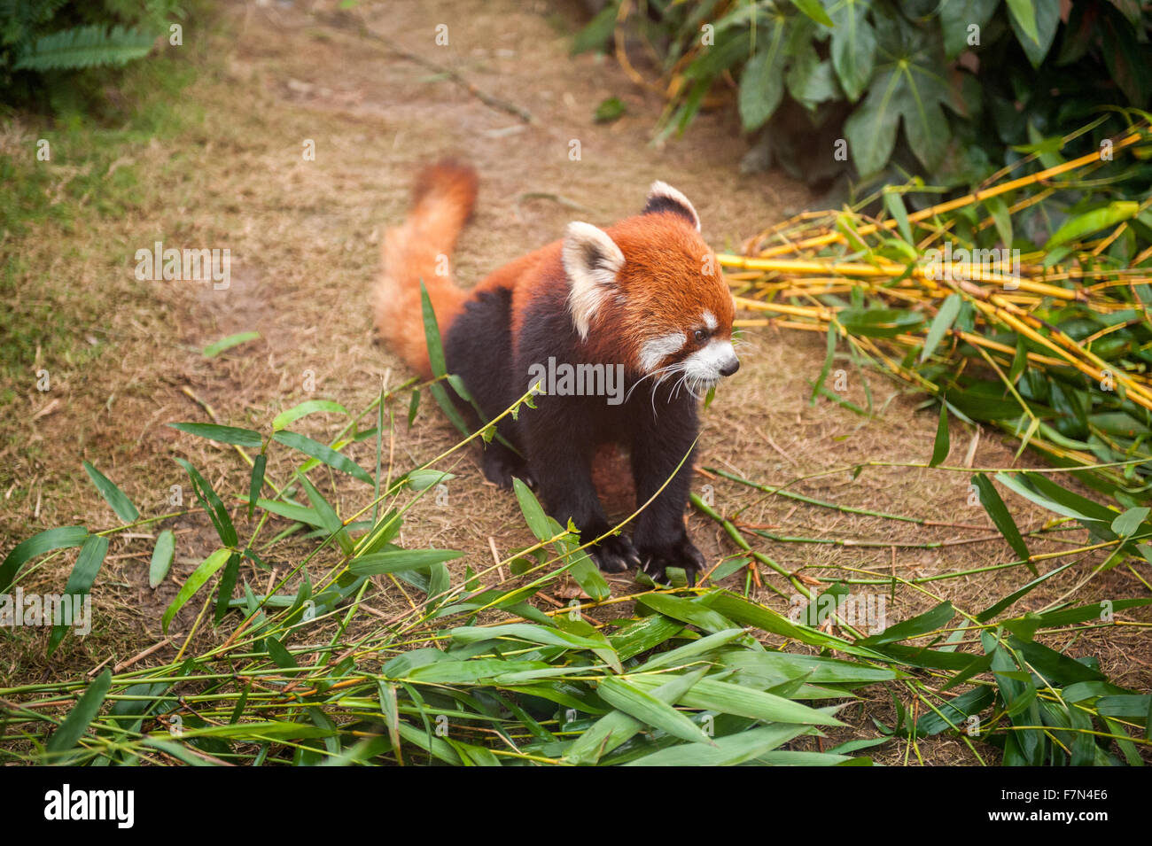 Panda image hi-res stock photography and images - Alamy