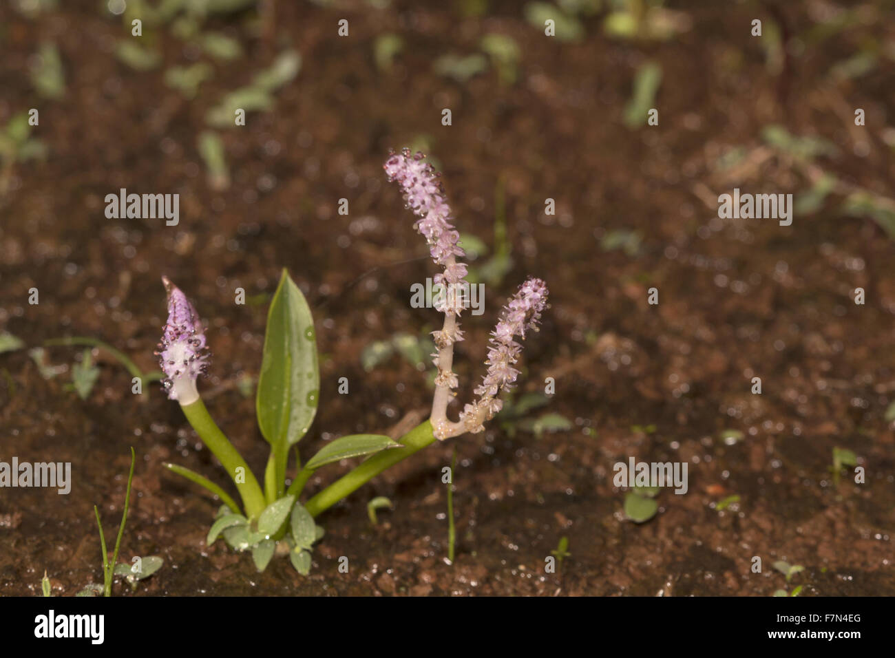 Aponogeton High Resolution Stock Photography and Images - Alamy