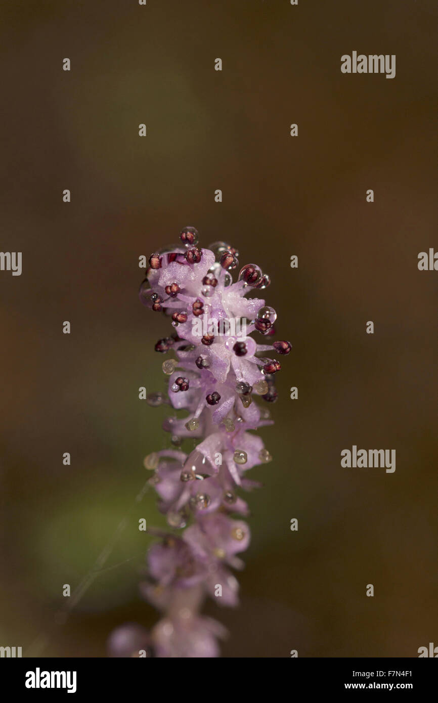 Pondweed family hi-res stock photography and images - Alamy