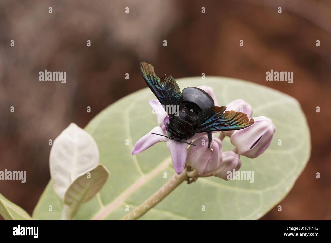 Carpenter bee. Pune, India Stock Photo - Alamy