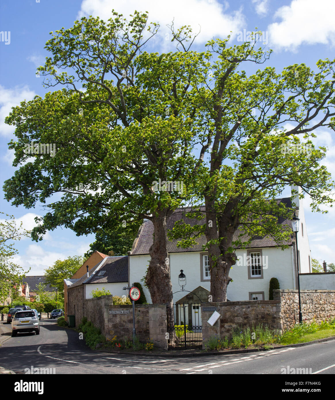 Inveresk village large tree Stock Photo - Alamy