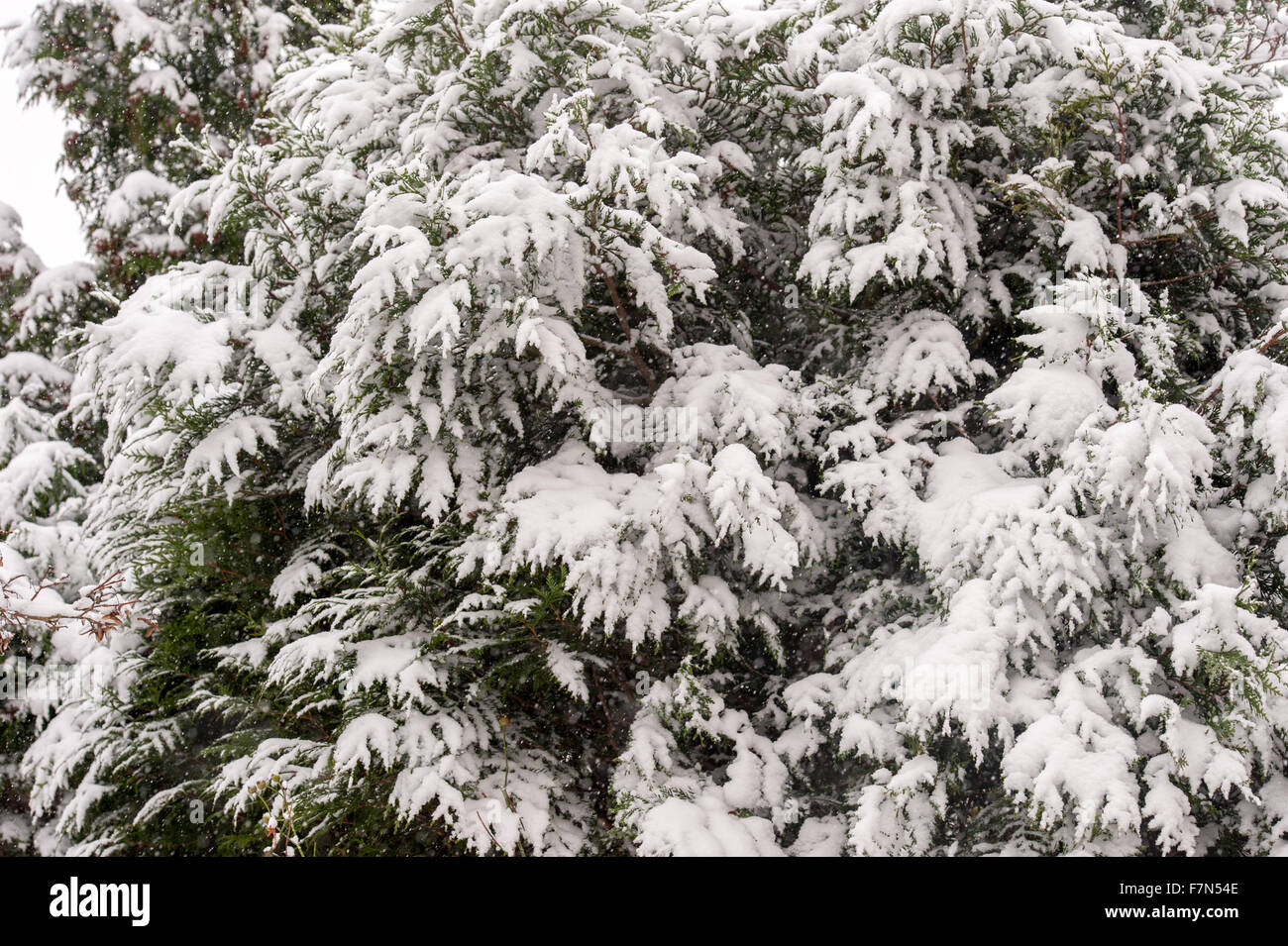 Seas tree hi-res stock photography and images - Alamy
