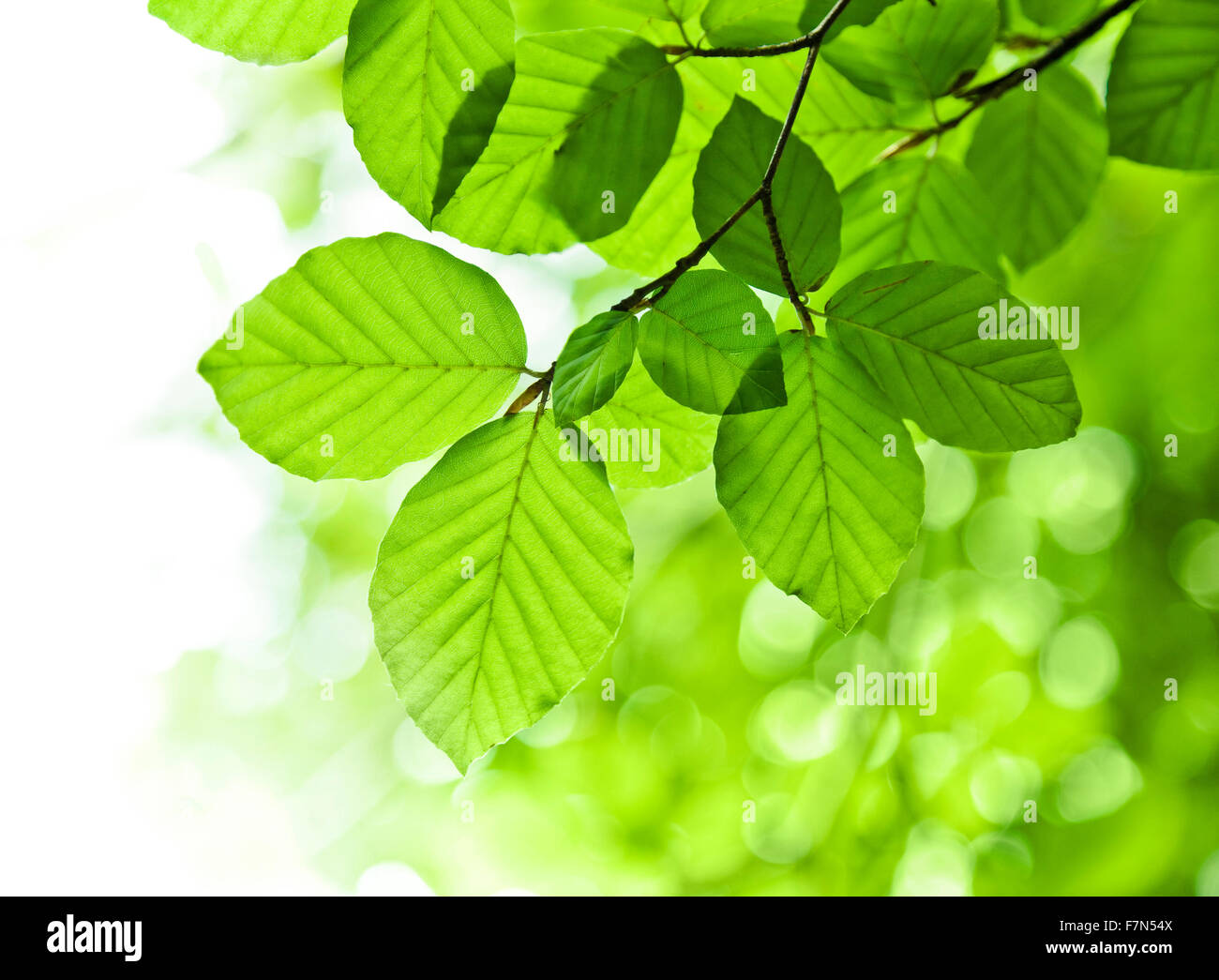 Fresh green leaf backgrounds. Shallow depth of field Stock Photo - Alamy
