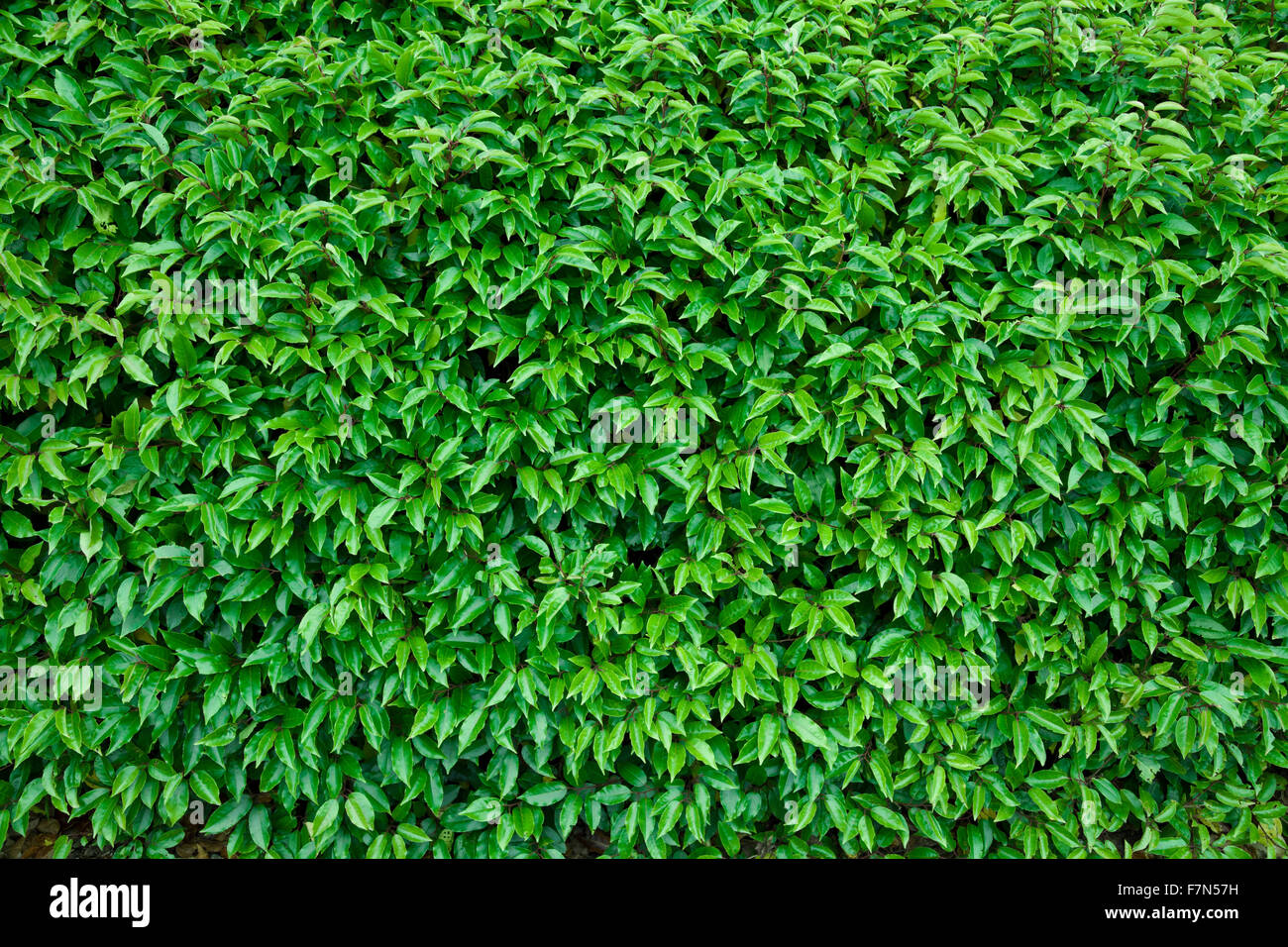 Nature green background leaves hi-res stock photography and images - Alamy