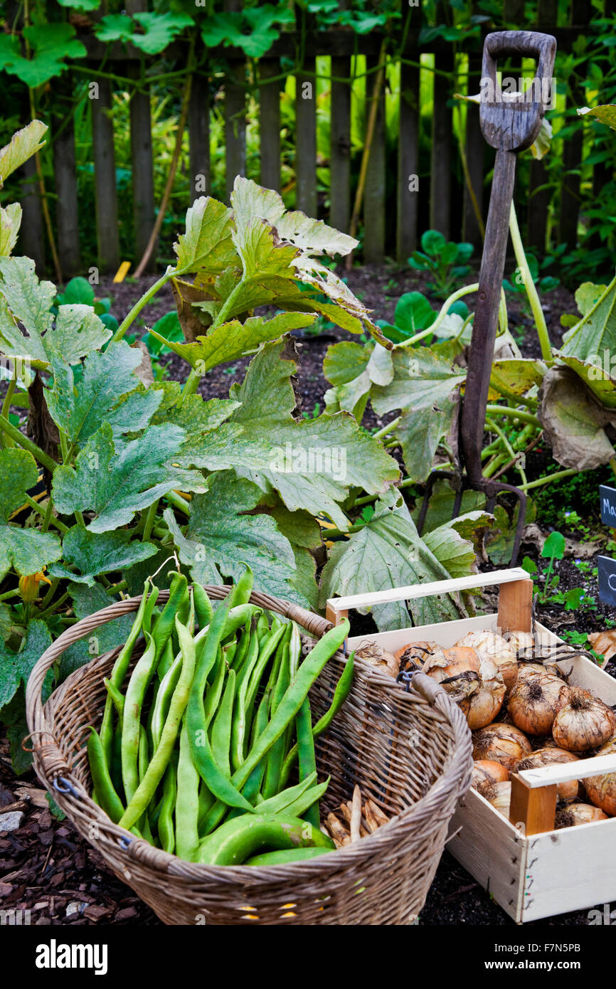 Fresh home grown beans and onions in home garden Stock Photo - Alamy