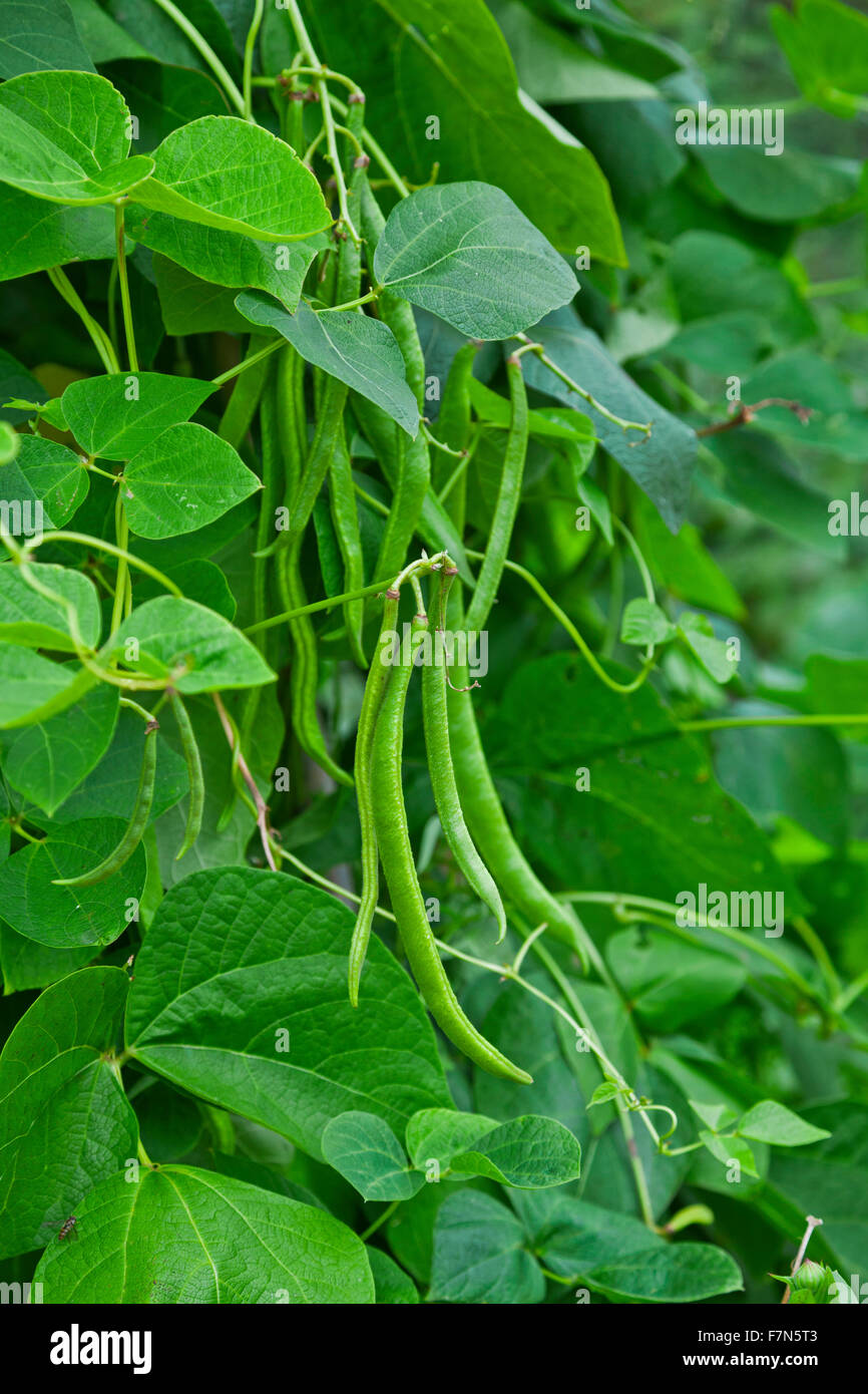 Beans on vine hi-res stock photography and images - Alamy