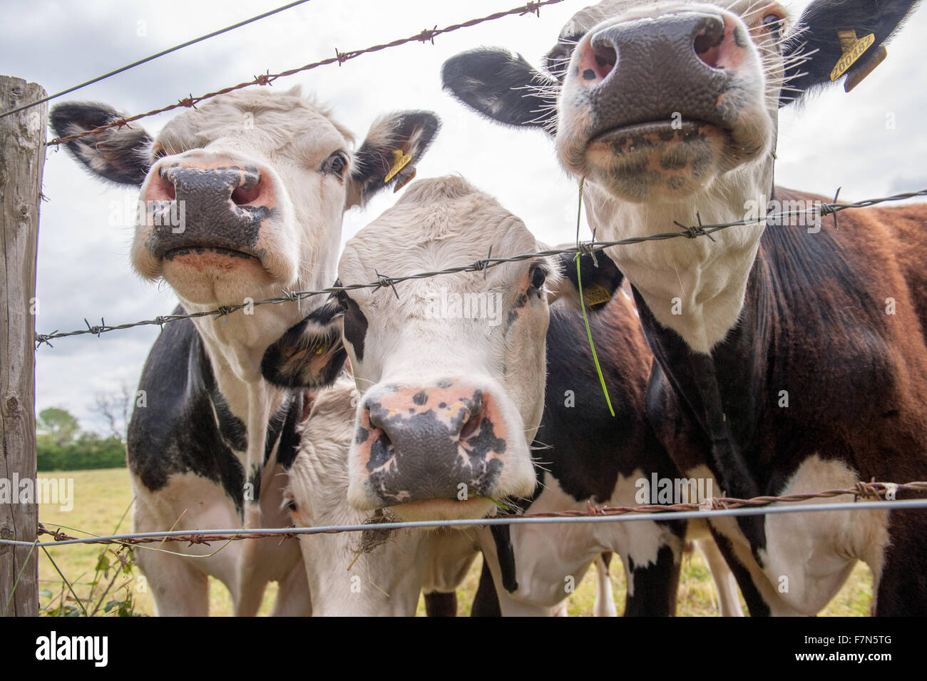 Farm cows at wire fence Stock Photo - Alamy