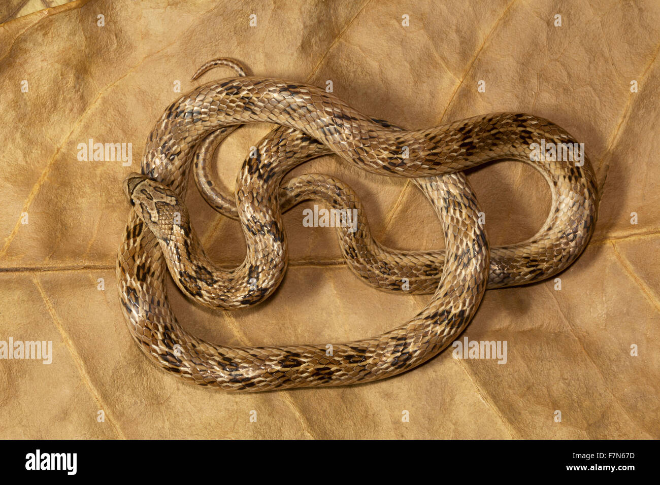 Streaked Kukri Snake, Russell's Kukri Snake (Oligodon taeniolatus) NCBS ...