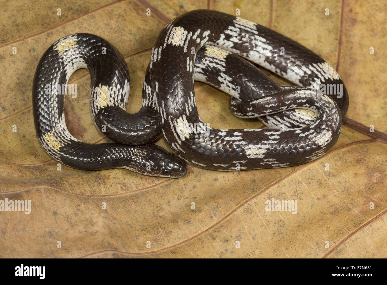Barred wolf snake, Lycodon striatus NCBS, Bangalore, India Stock Photo ...