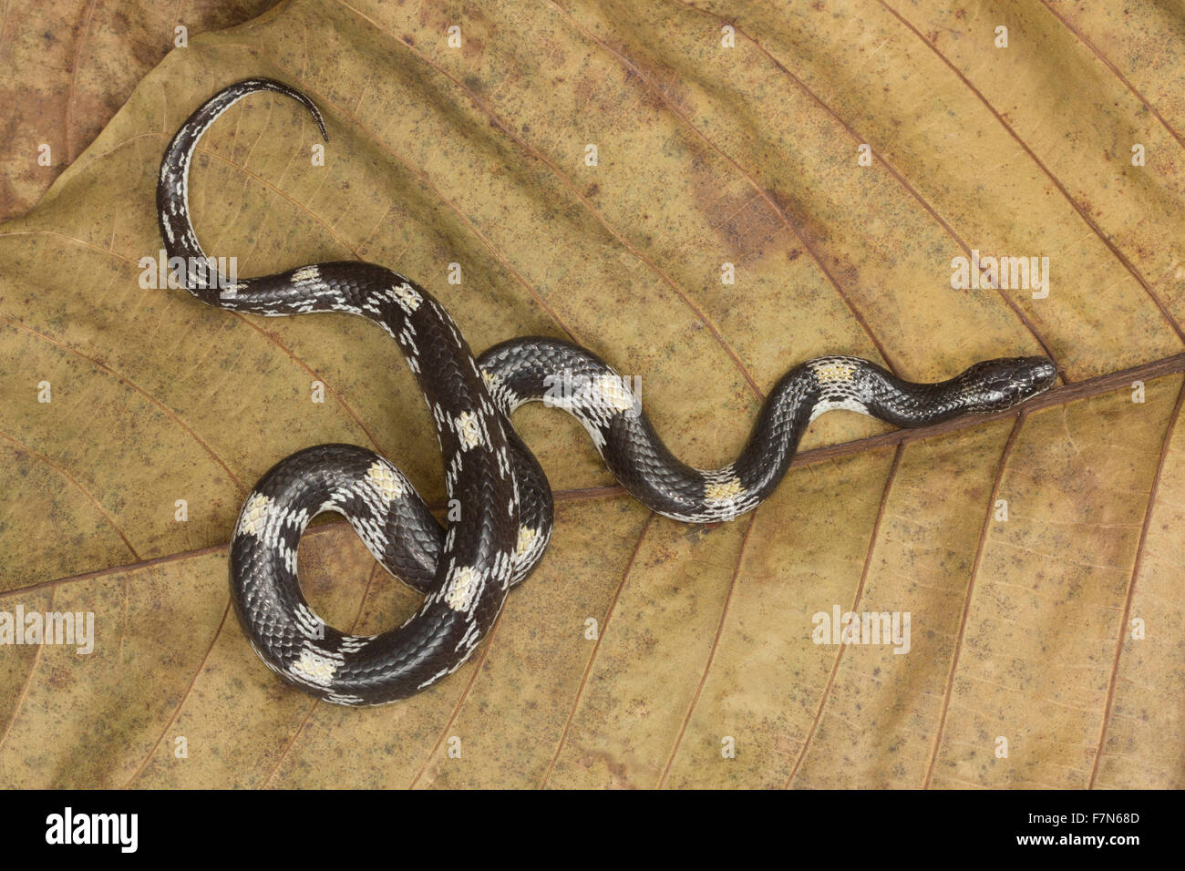 Barred wolf snake, Lycodon striatus NCBS, Bangalore, India Stock Photo ...