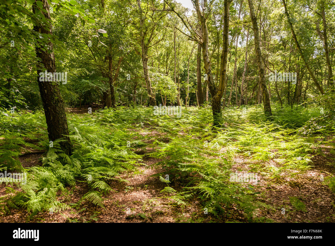 forest trees and plants Stock Photo - Alamy