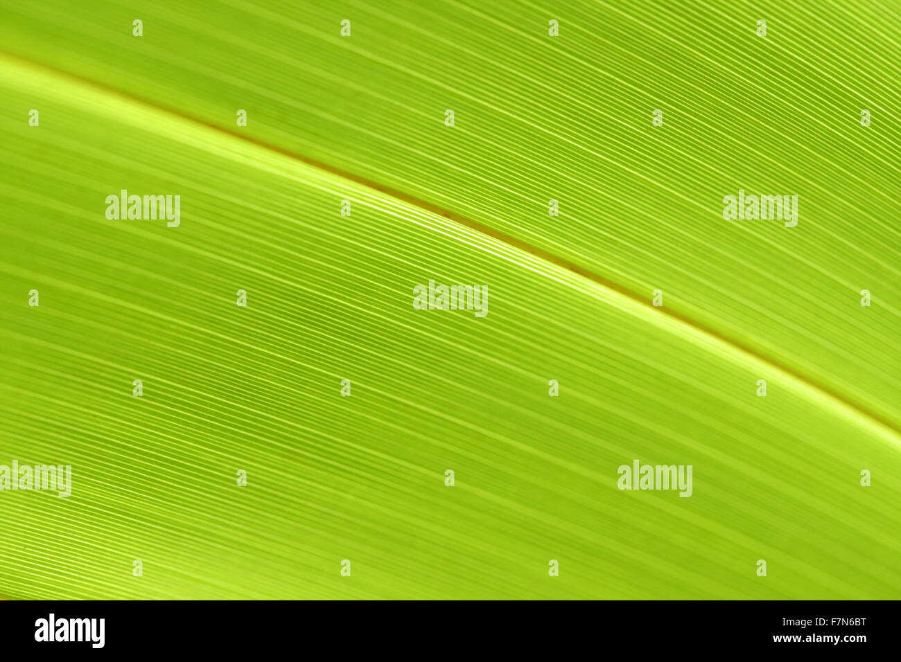 Fresh green abstract flax backgrounds. Shallow depth of field Stock ...