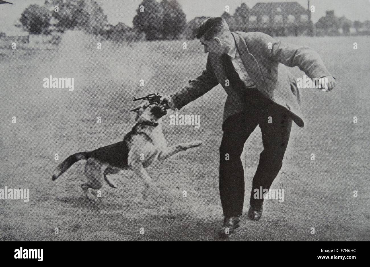 A Metropolitan police Alsatian dog being trained to tackle an armed ...