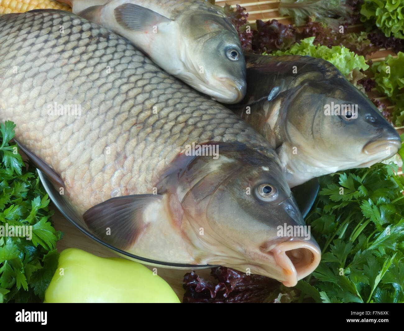 Carp fish close up on hi-res stock photography and images - Alamy