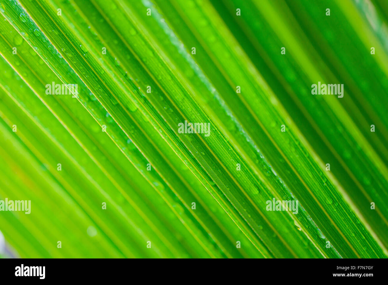Fresh green leaf backgrounds. Shallow depth of field Stock Photo - Alamy