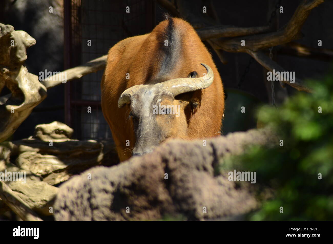 African forest buffalo hi-res stock photography and images - Alamy
