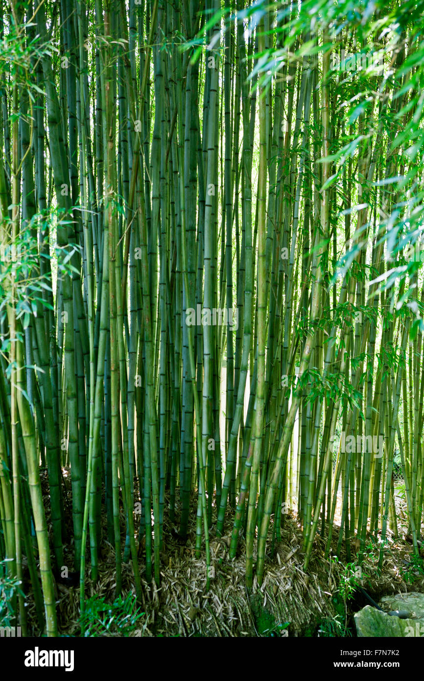 Lush green bamboo nature background Stock Photo - Alamy